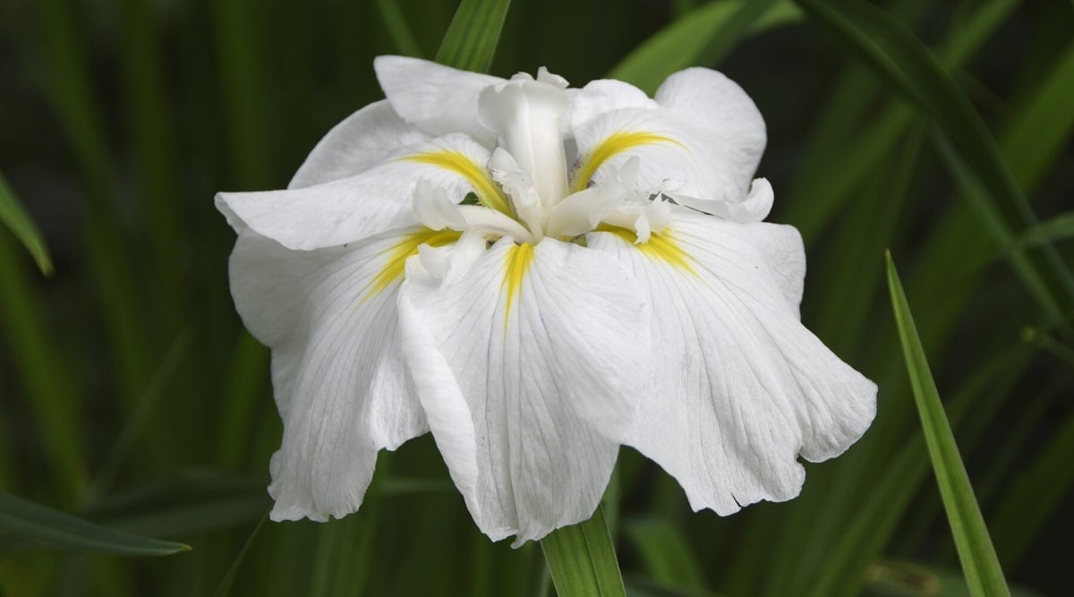 35 Different Types of Iris Cultivars For Your Flowerbeds