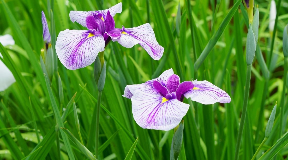 35 Different Types of Iris Cultivars For Your Flowerbeds
