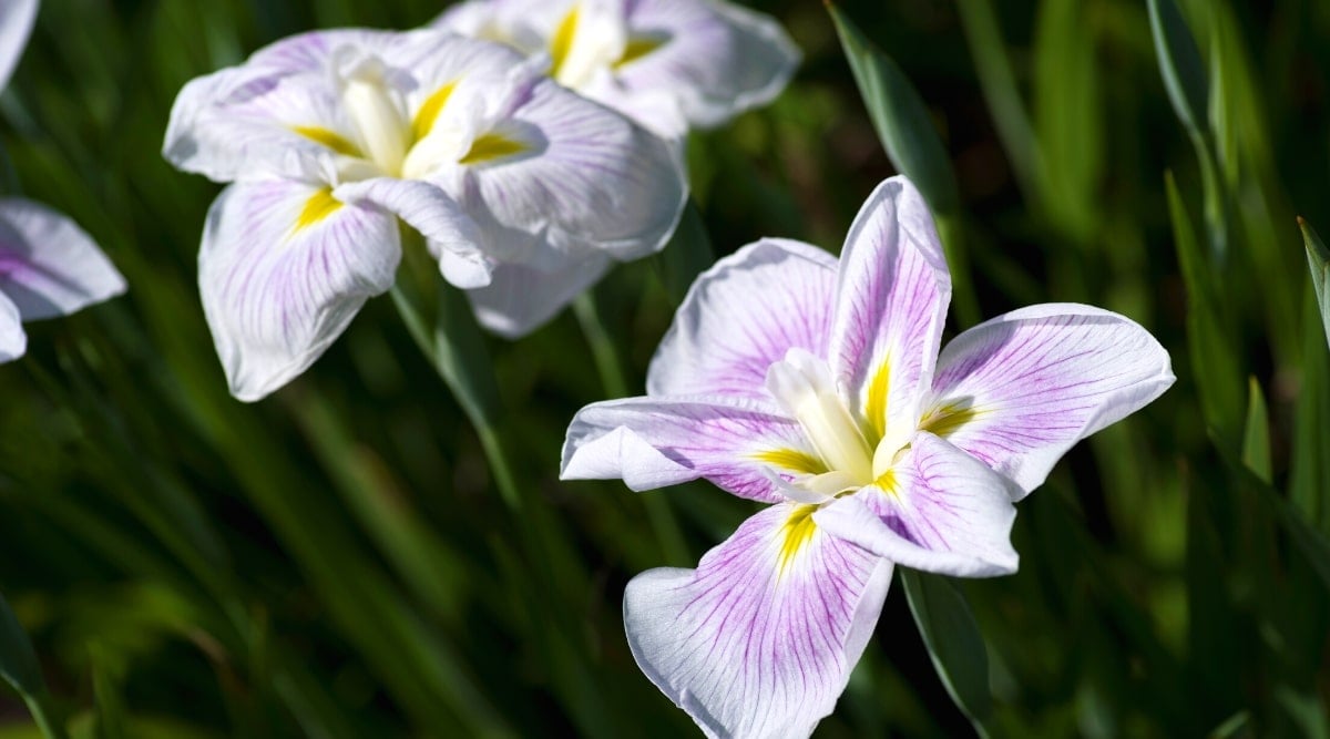 35 Different Types of Iris Cultivars For Your Flowerbeds
