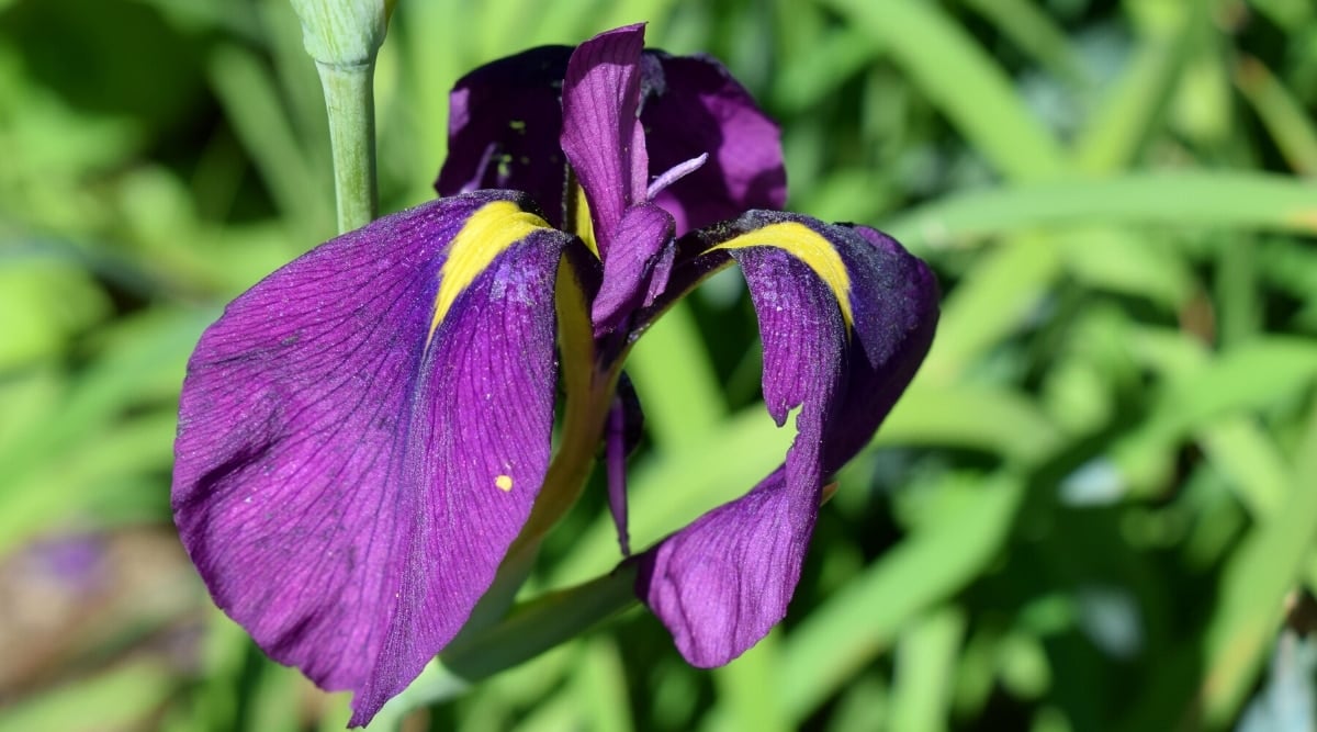 35 Different Types of Iris Cultivars For Your Flowerbeds