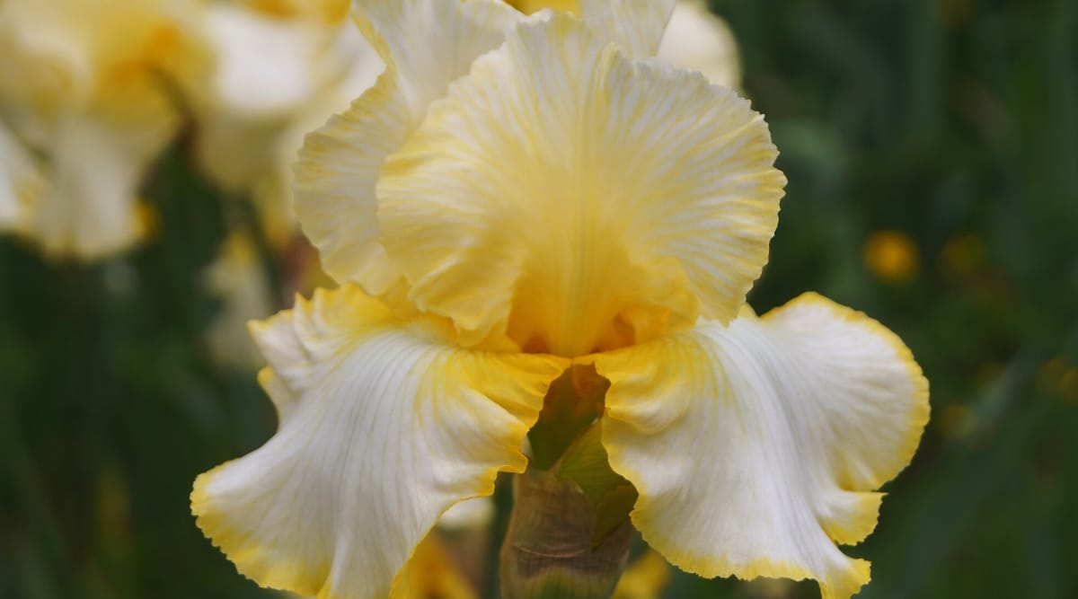 35 Different Types of Iris Cultivars For Your Flowerbeds