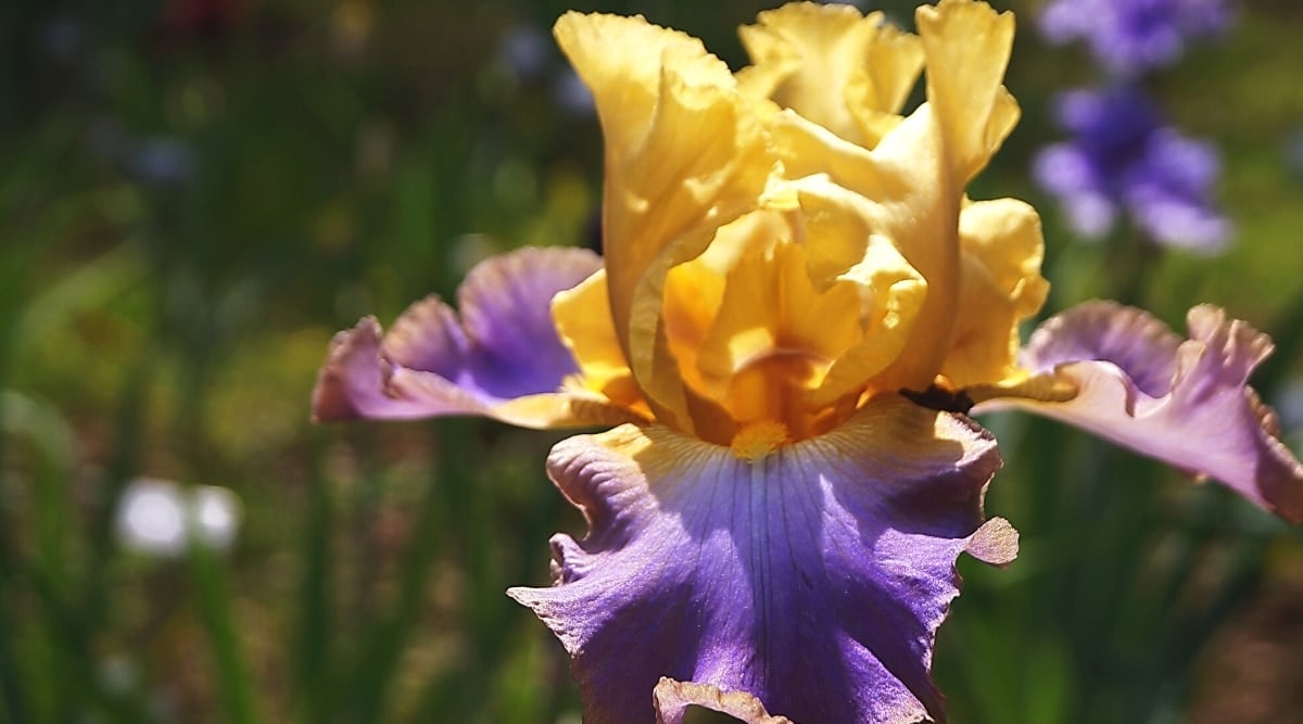 35 Different Types of Iris Cultivars For Your Flowerbeds