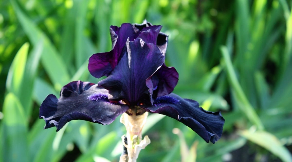 15 Stunning Purple Iris Cultivars for Your Flowerbeds