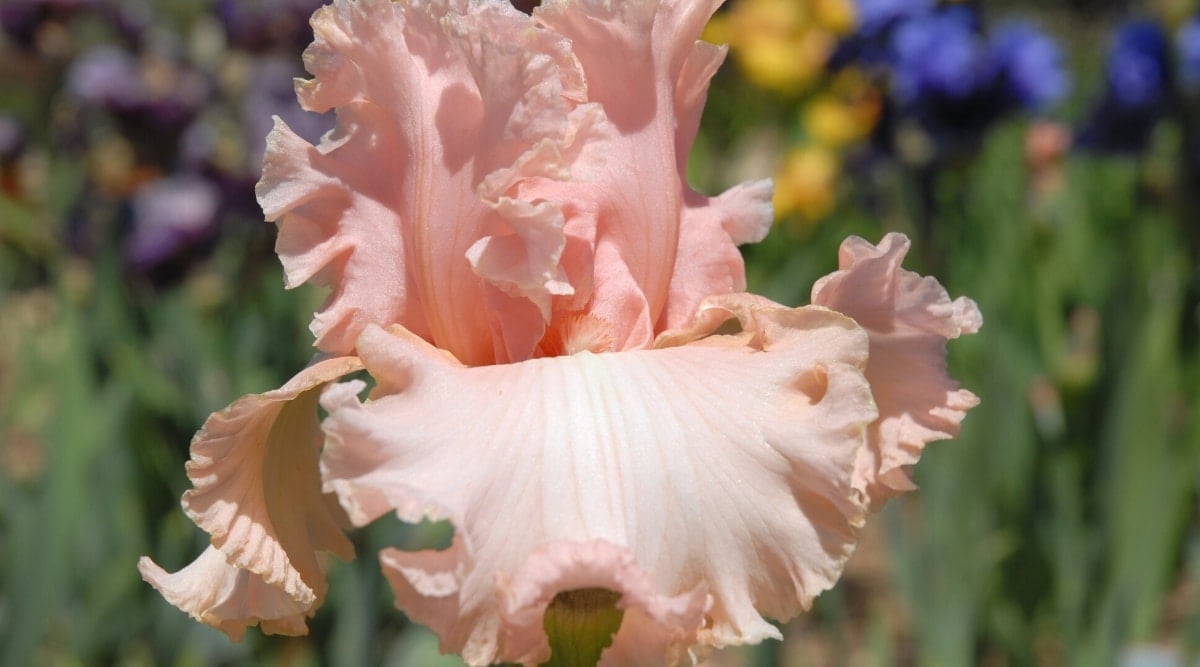 35 Different Types of Iris Cultivars For Your Flowerbeds