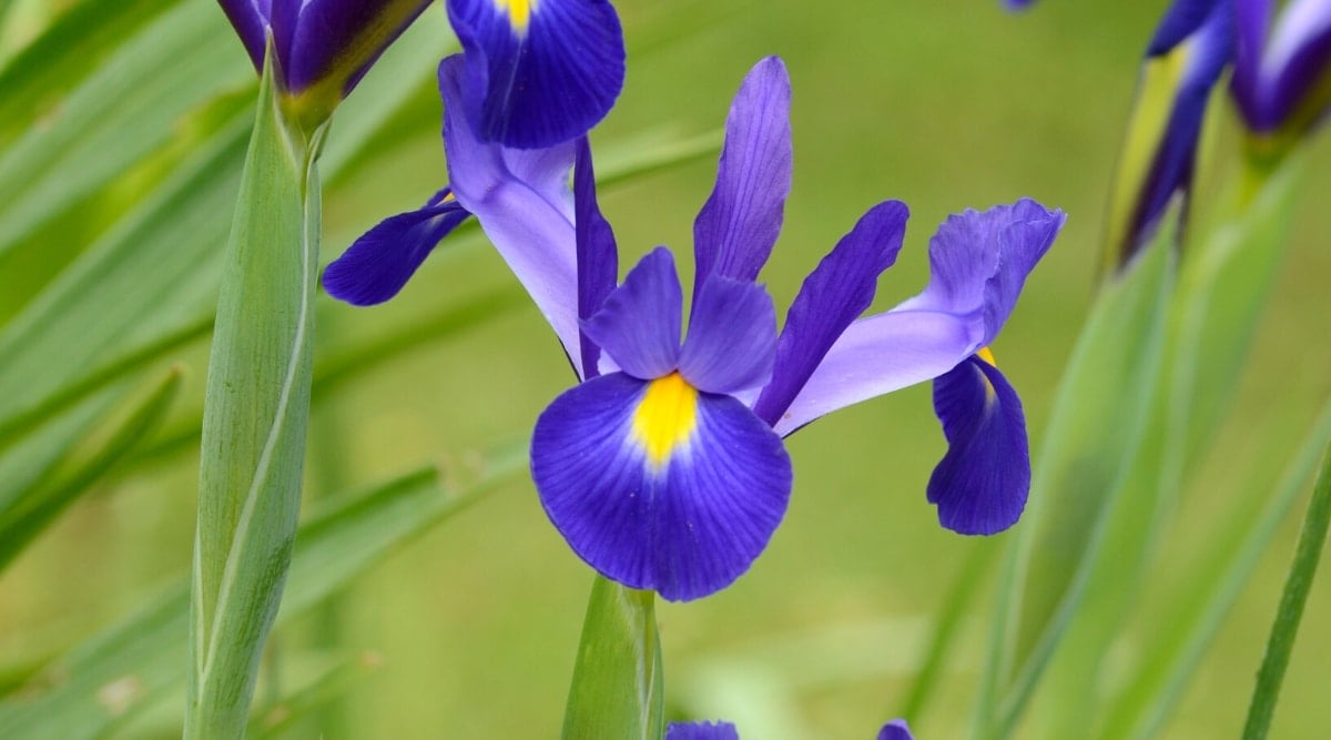 35 Different Types of Iris Cultivars For Your Flowerbeds