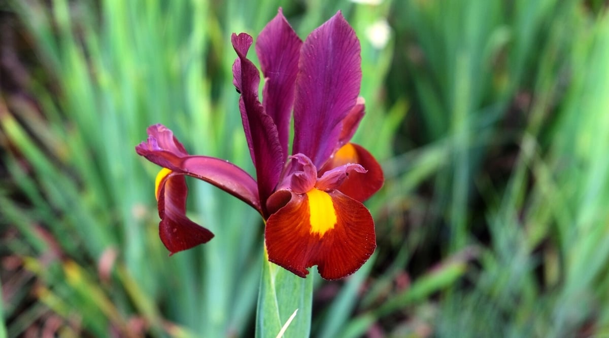 35 Different Types of Iris Cultivars For Your Flowerbeds