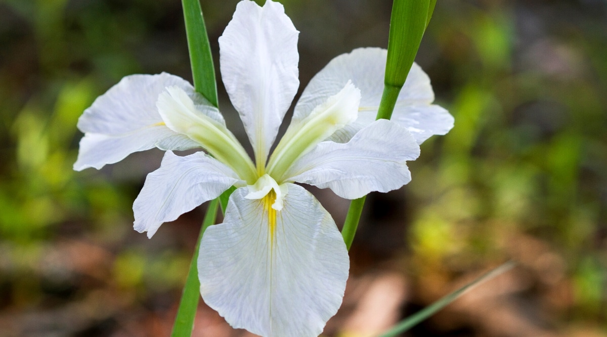 35 Different Types of Iris Cultivars For Your Flowerbeds