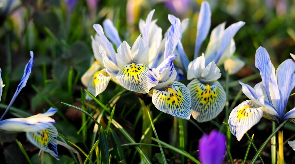 When to Plant Iris Flowers by Hardiness Zone