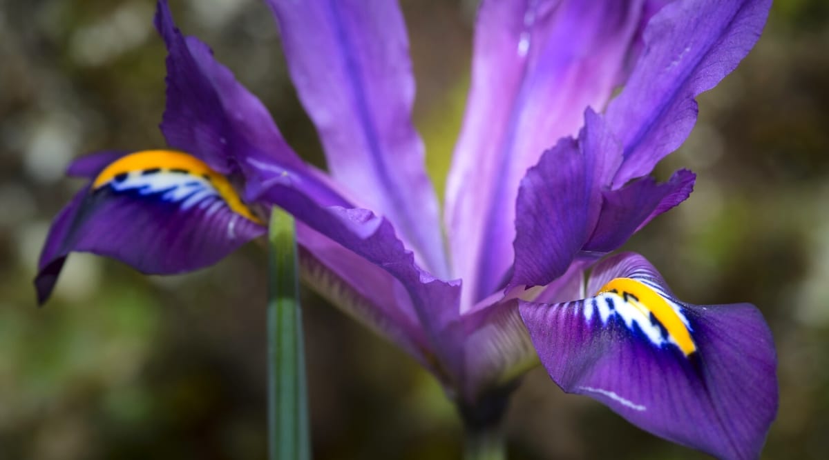 35 Different Types of Iris Cultivars For Your Flowerbeds