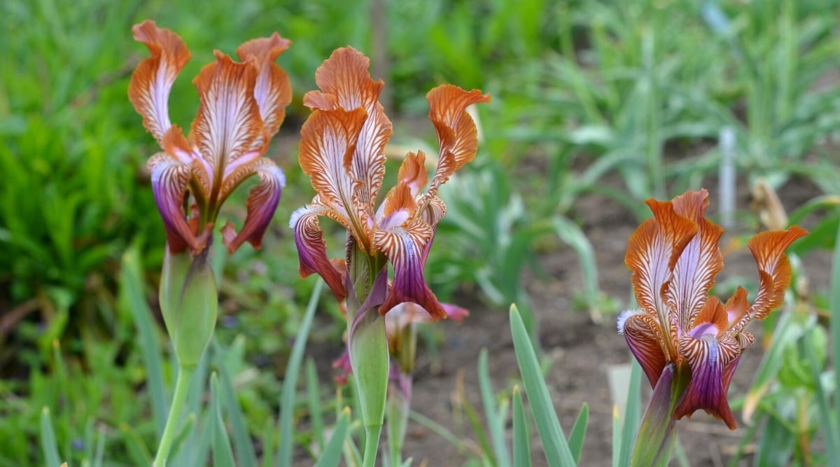 When to Plant Iris Flowers by Hardiness Zone