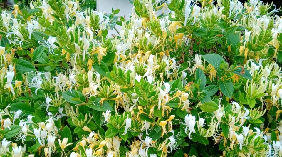 28 Invasive Plants to Avoid in the Northeast