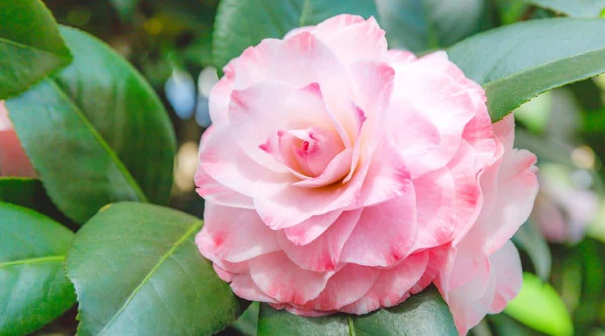 11 Shade Friendly Camellia Varieties For Shady Garden Spaces