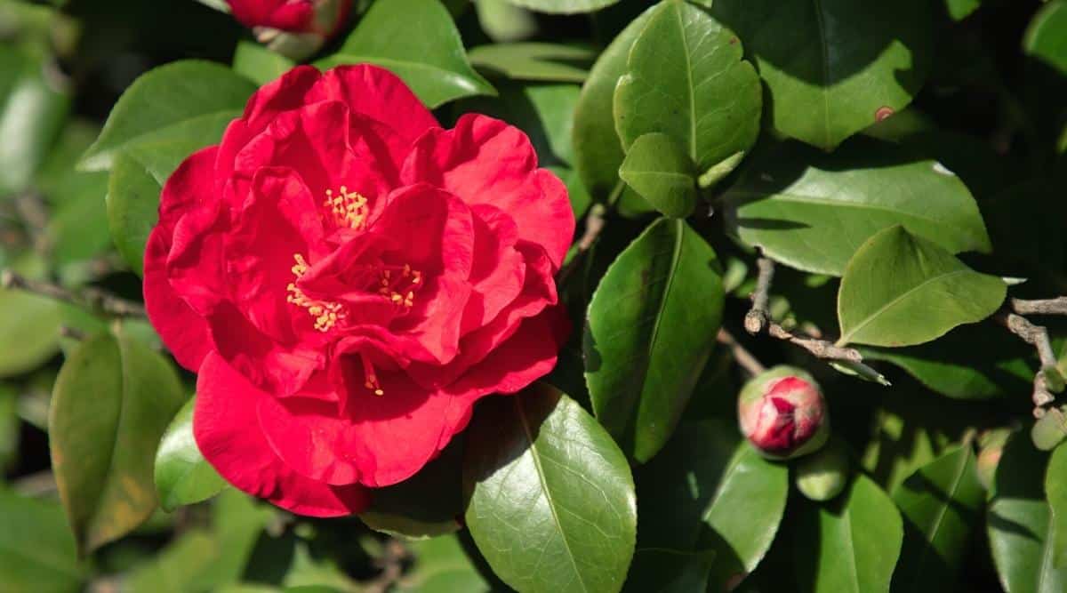 11 Shade Friendly Camellia Varieties For Shady Garden Spaces