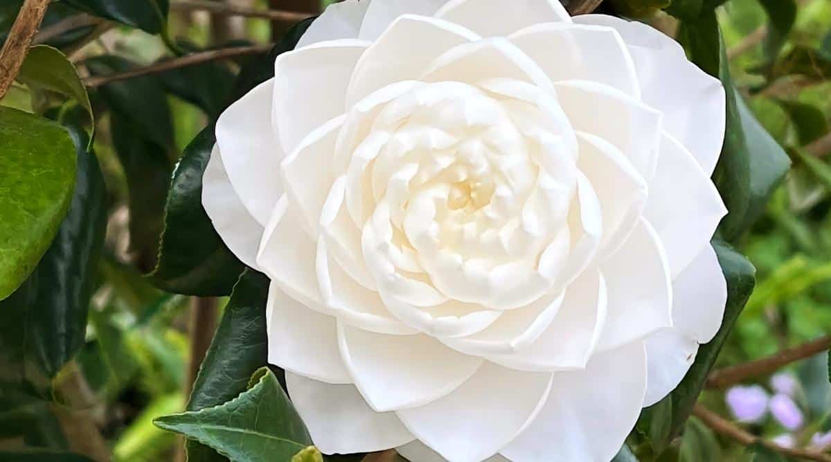 11 Shade Friendly Camellia Varieties For Shady Garden Spaces