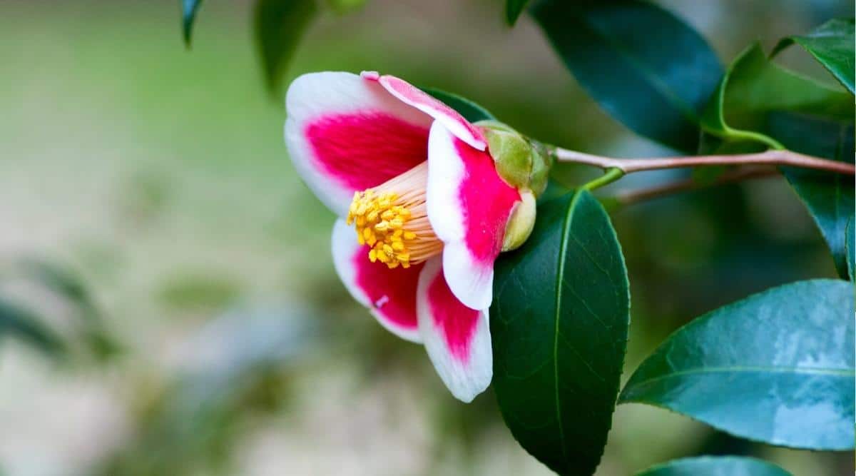 11 Shade Friendly Camellia Varieties For Shady Garden Spaces