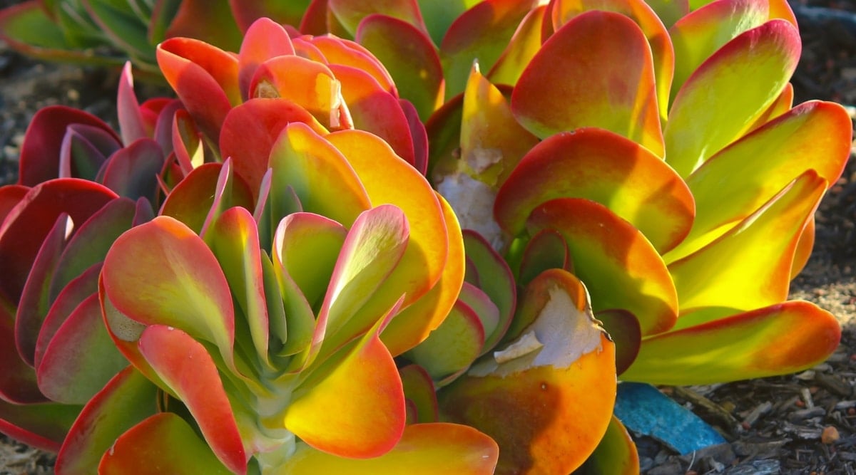 How to Plant, Grow, and Care For Kalanchoe 'Dragonfire'