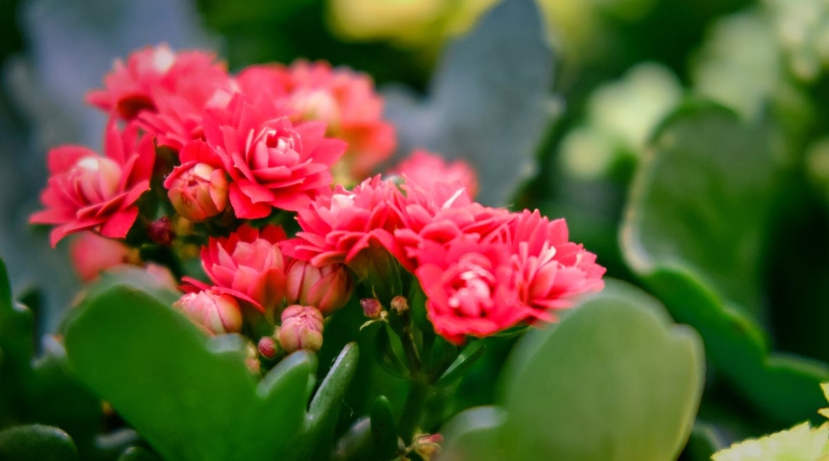 How to Grow and Care For Kalanchoe Blossfeldiana