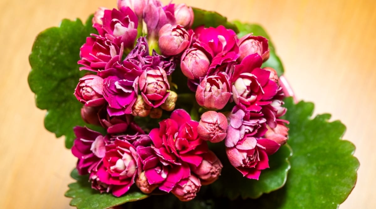 41 Different Types of Kalanchoe Varieties You'll Love