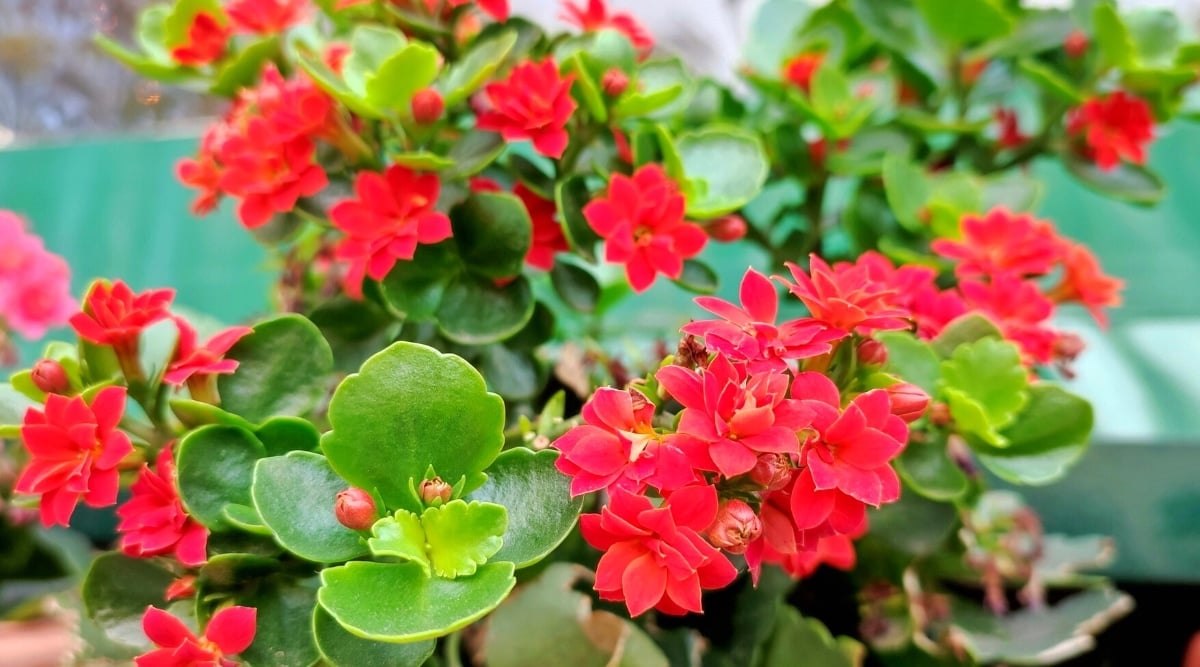 41 Different Types of Kalanchoe Varieties You'll Love
