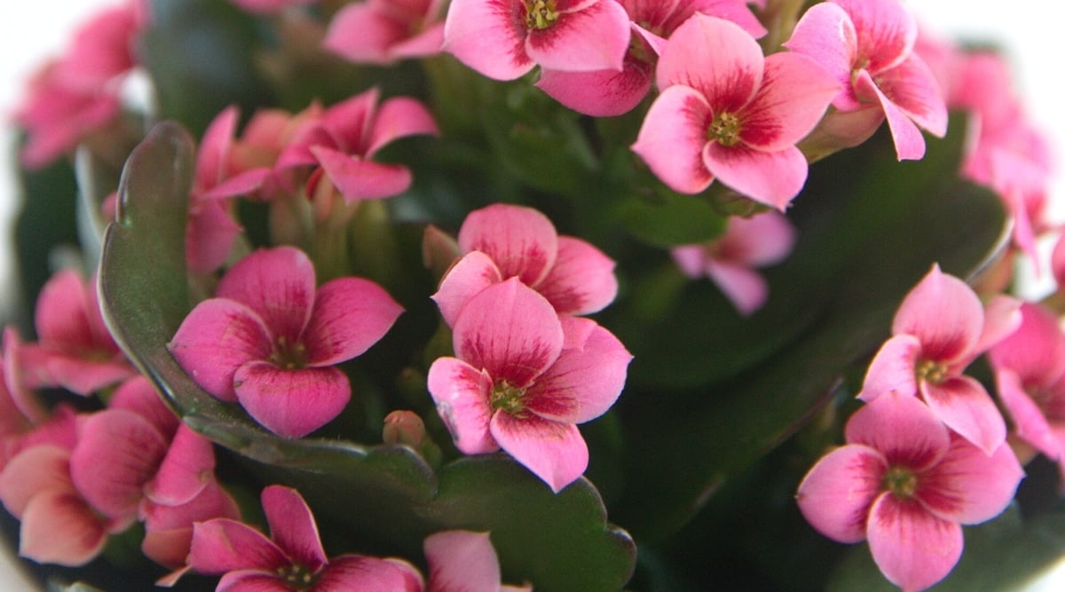 41 Different Types of Kalanchoe Varieties You'll Love