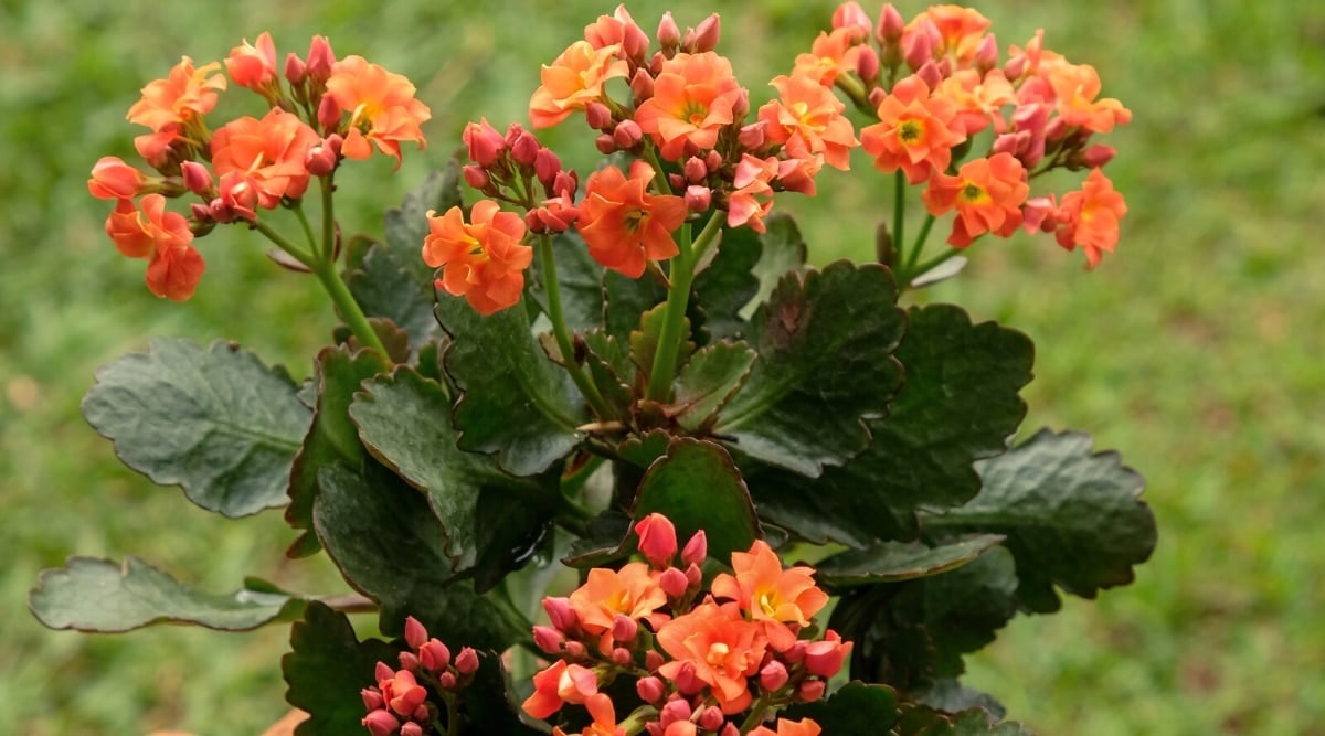 41 Different Types of Kalanchoe Varieties You'll Love
