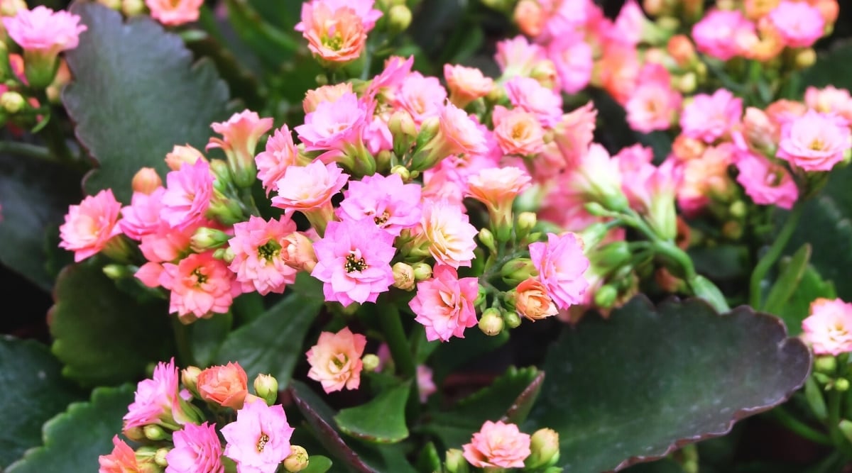 20 Different Plants With Tiny Flowers For Your Garden