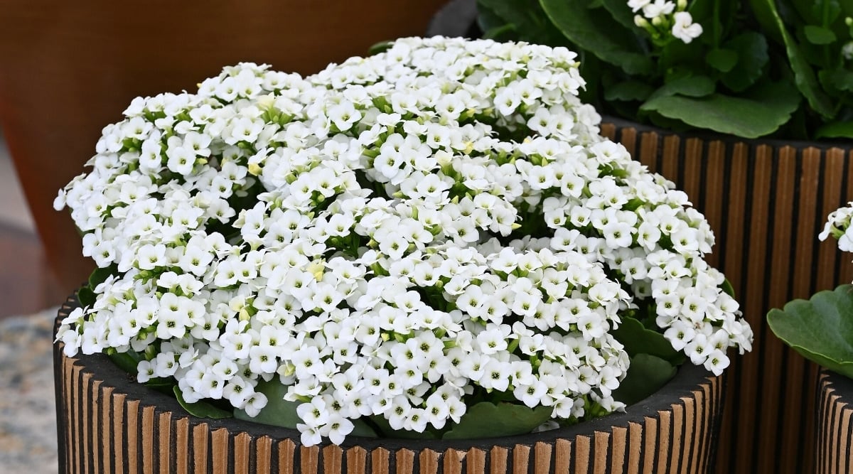 41 Different Types of Kalanchoe Varieties You'll Love