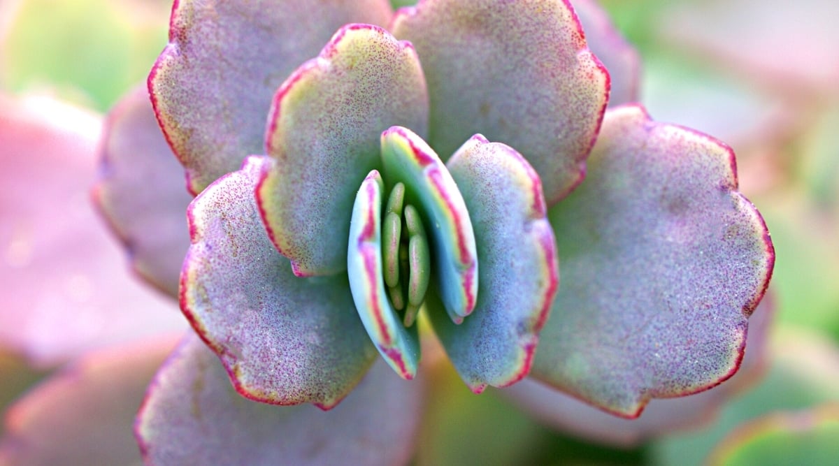 41 Different Types of Kalanchoe Varieties You'll Love