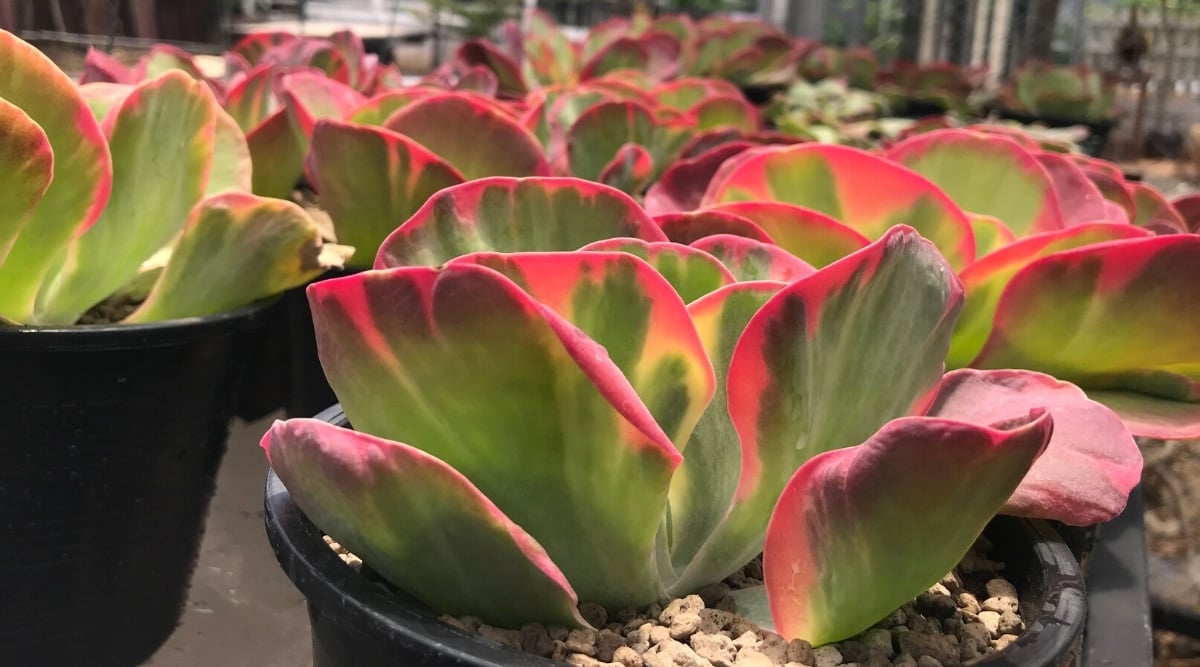 41 Different Types of Kalanchoe Varieties You'll Love