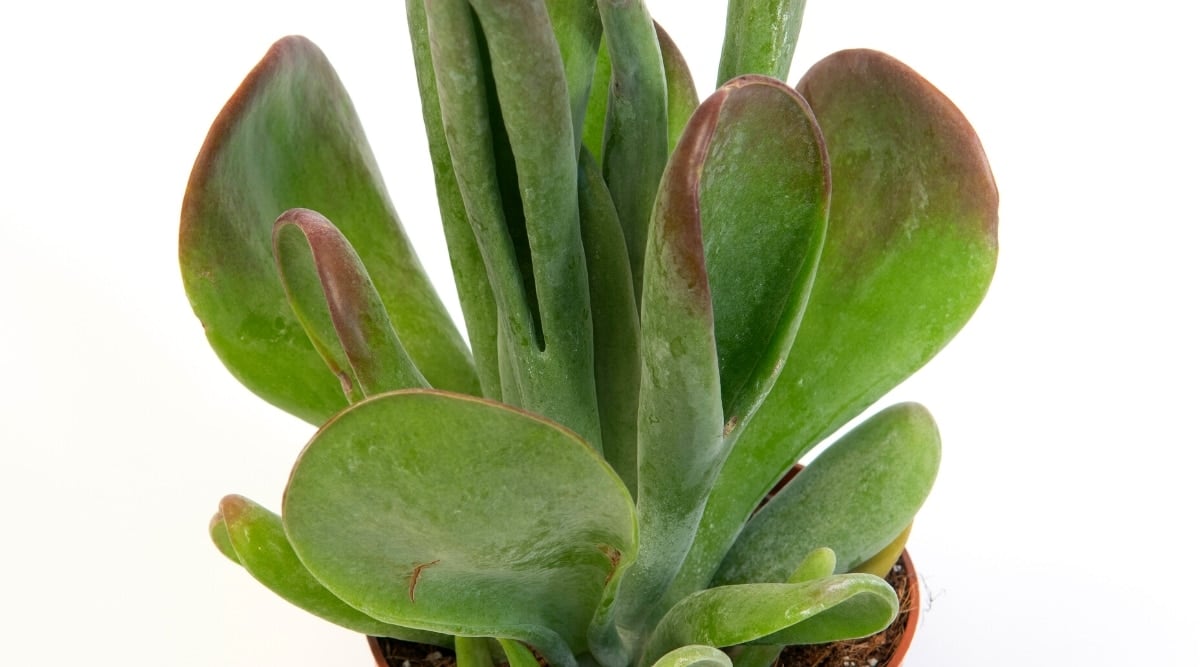 41 Different Types of Kalanchoe Varieties You'll Love