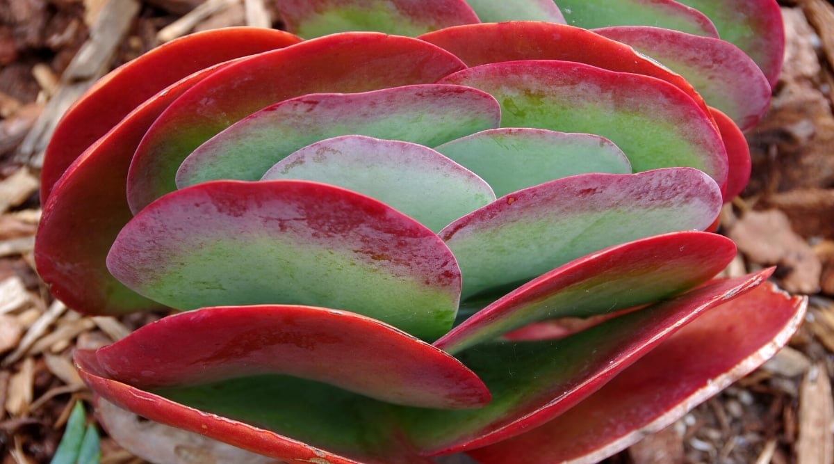 41 Different Types of Kalanchoe Varieties You'll Love