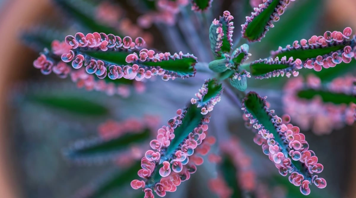 41 Different Types of Kalanchoe Varieties You'll Love