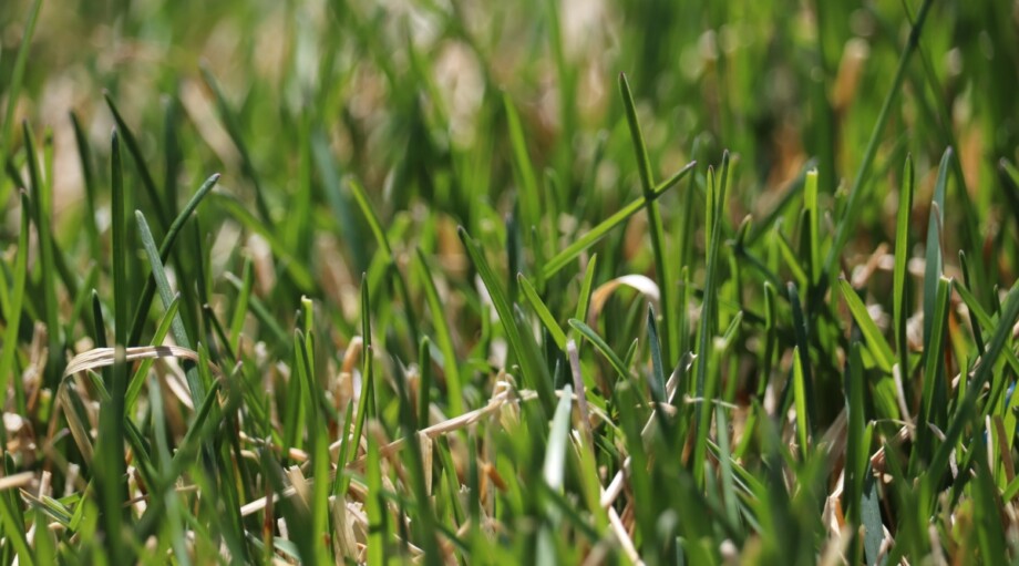 The 13 Best Grass Types for Your Lawn