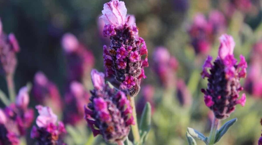 Lavender Varieties: 31 Different Types of Lavender Cultivars