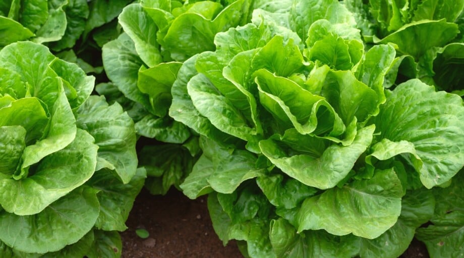 21 Easy Plants to Grow with Kids