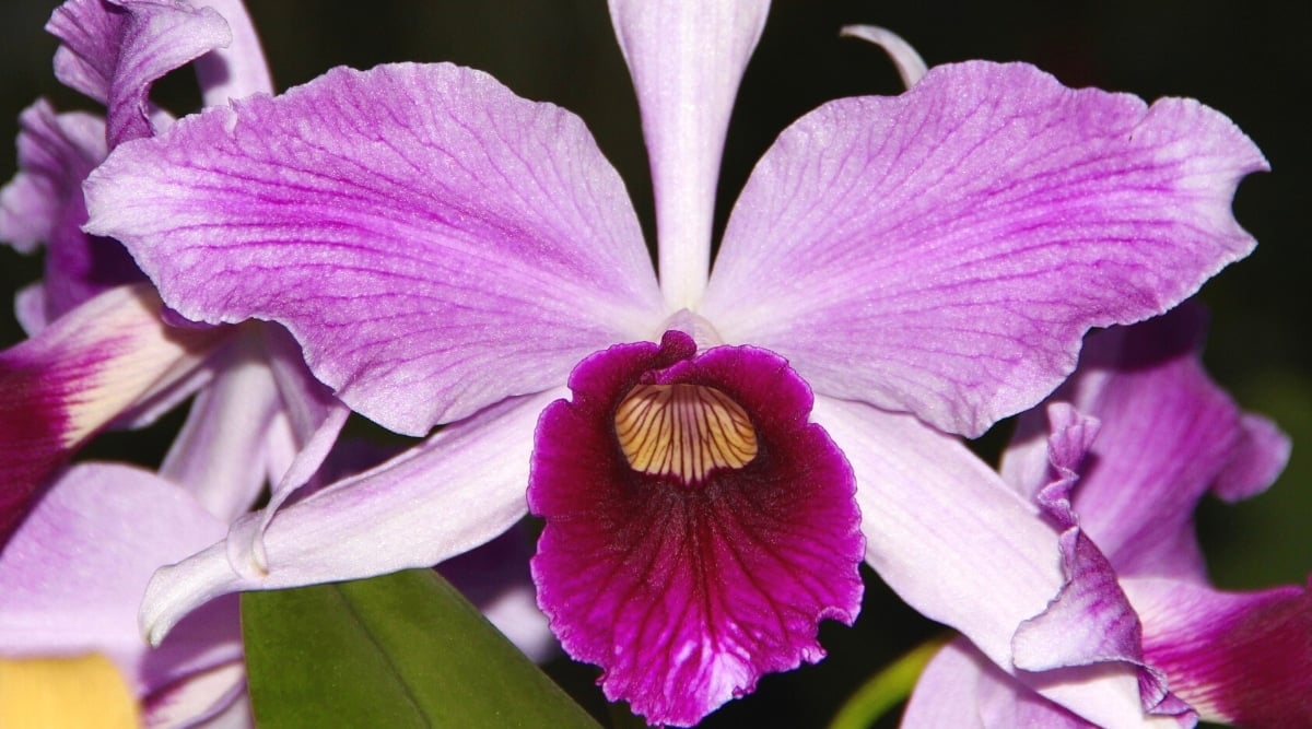 25 Different Orchids That Thrive as Indoor Houseplants