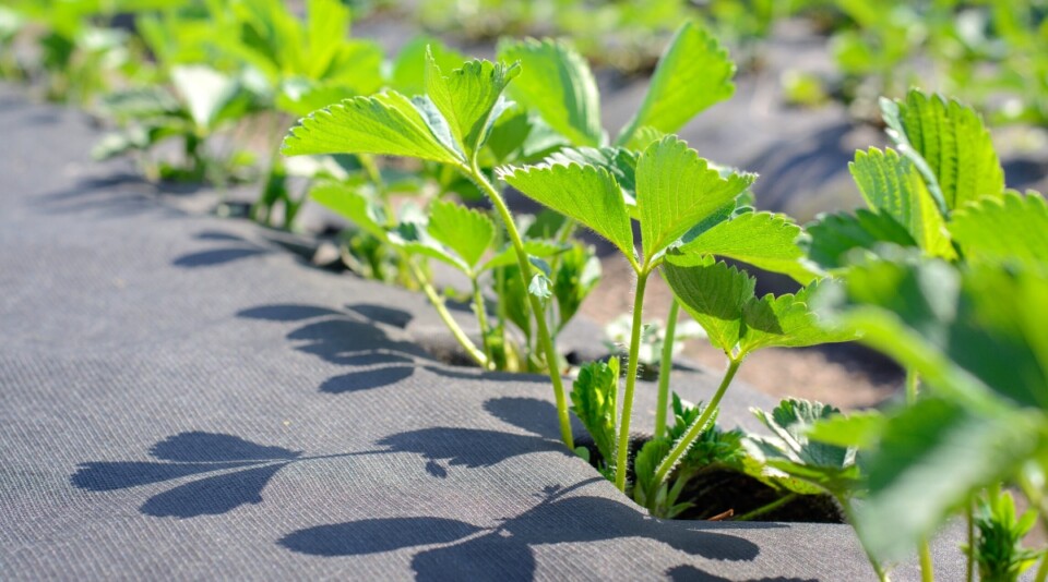 10 Ways to Spend Less Time Weeding