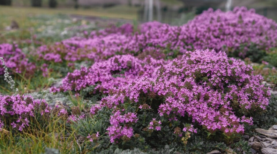 How to Grow a Creeping Thyme Lawn