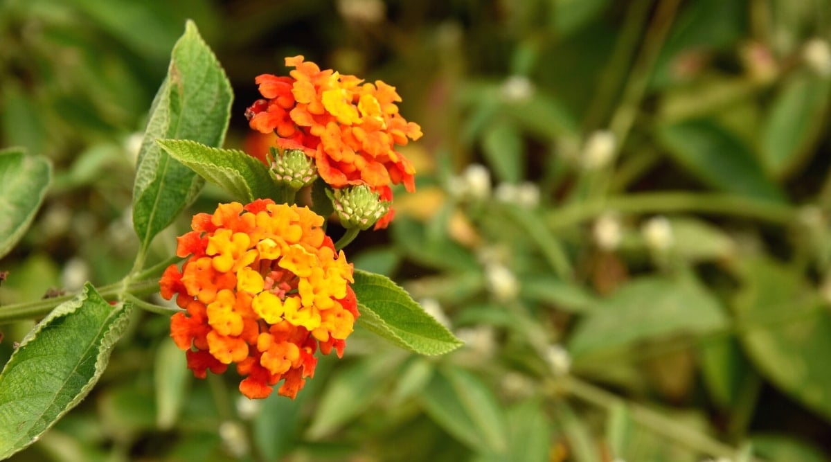 20 Different Plants With Tiny Flowers For Your Garden