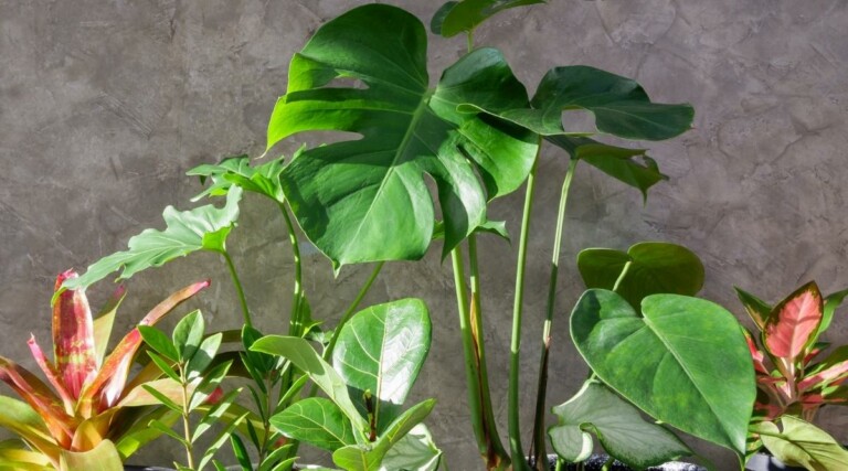 21 Indoor Plants With Extremely Large Leaves
