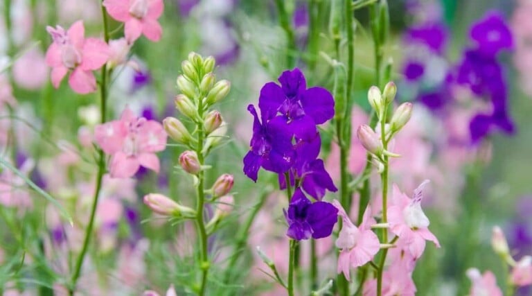 How to Plant, Grow, and Care For Larkspur Flowers