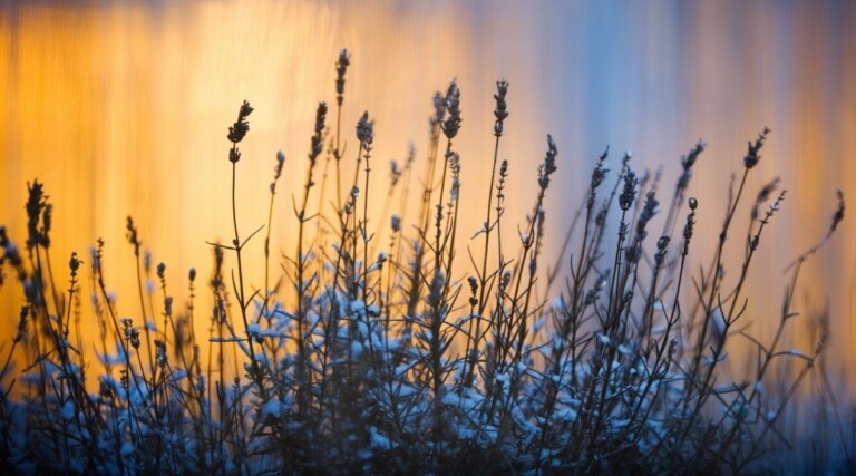 8 Reasons Your Lavender Plant is Dying (and How to Fix it!)