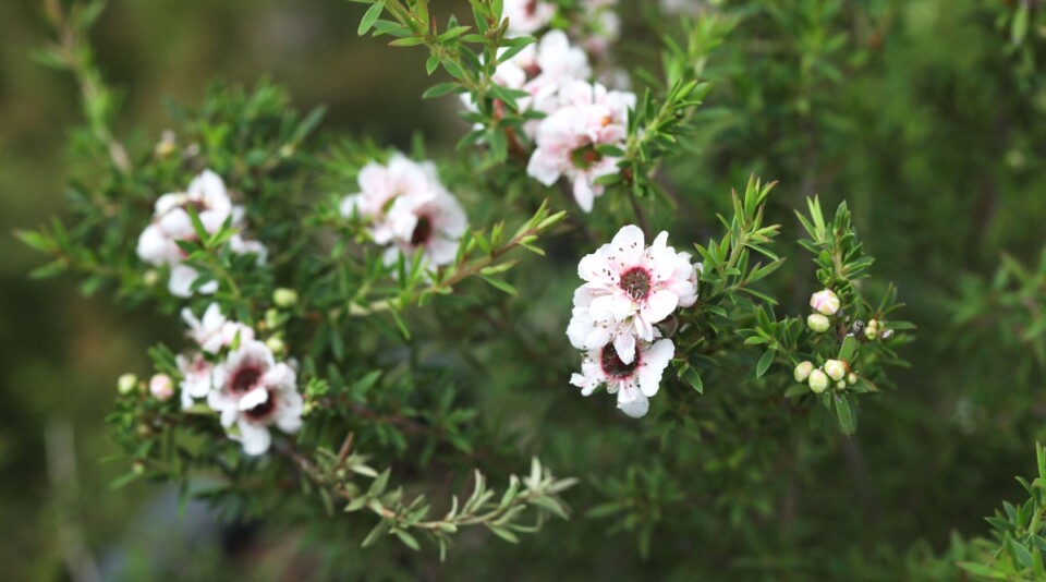 Top 21 Shrubs for Pollinators