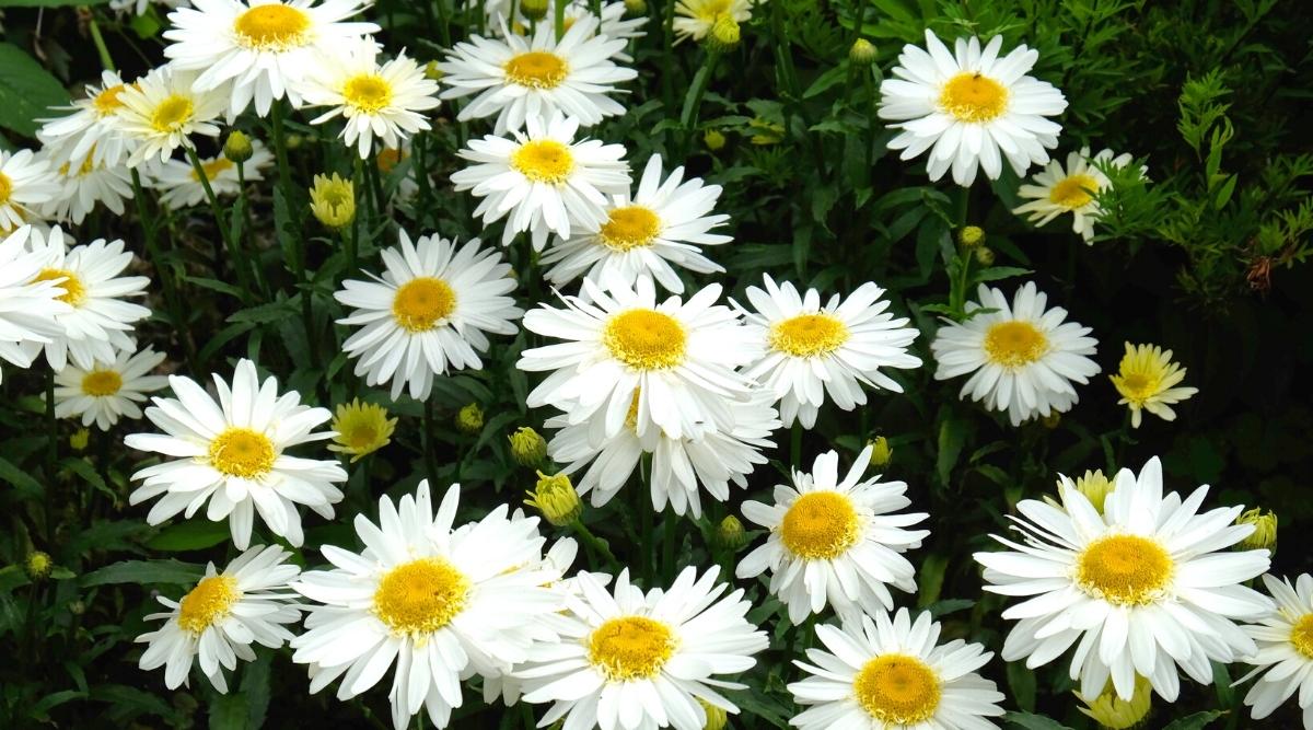 26 Shade Perennials For Zone 8 Gardens