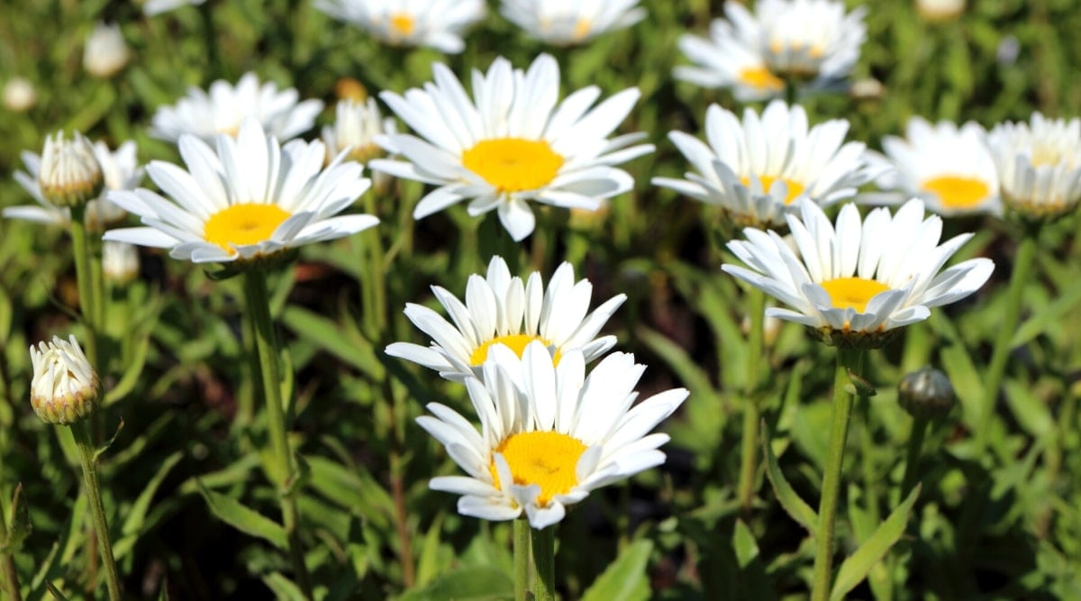 45 Drought Tolerant Plants For Dry Climates