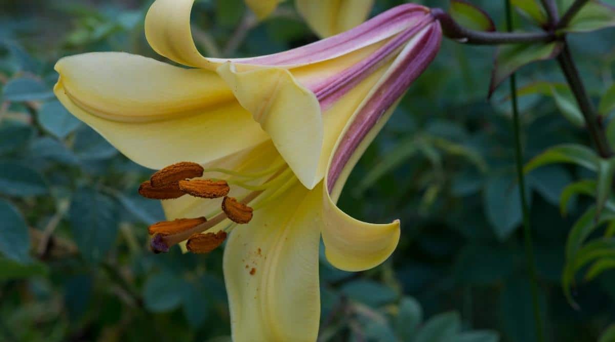 74 Different Types of Beautiful Lily Varieties