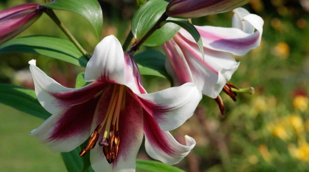 74 Different Types of Beautiful Lily Varieties