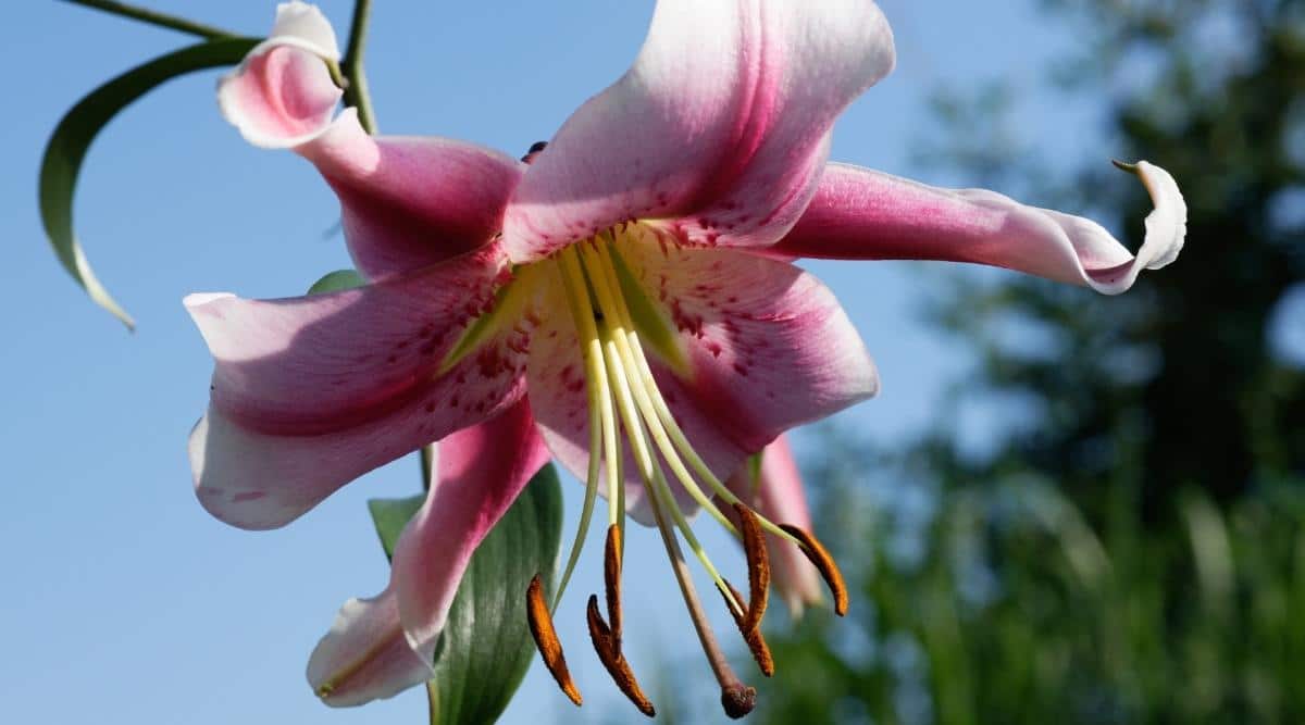 74 Different Types of Beautiful Lily Varieties