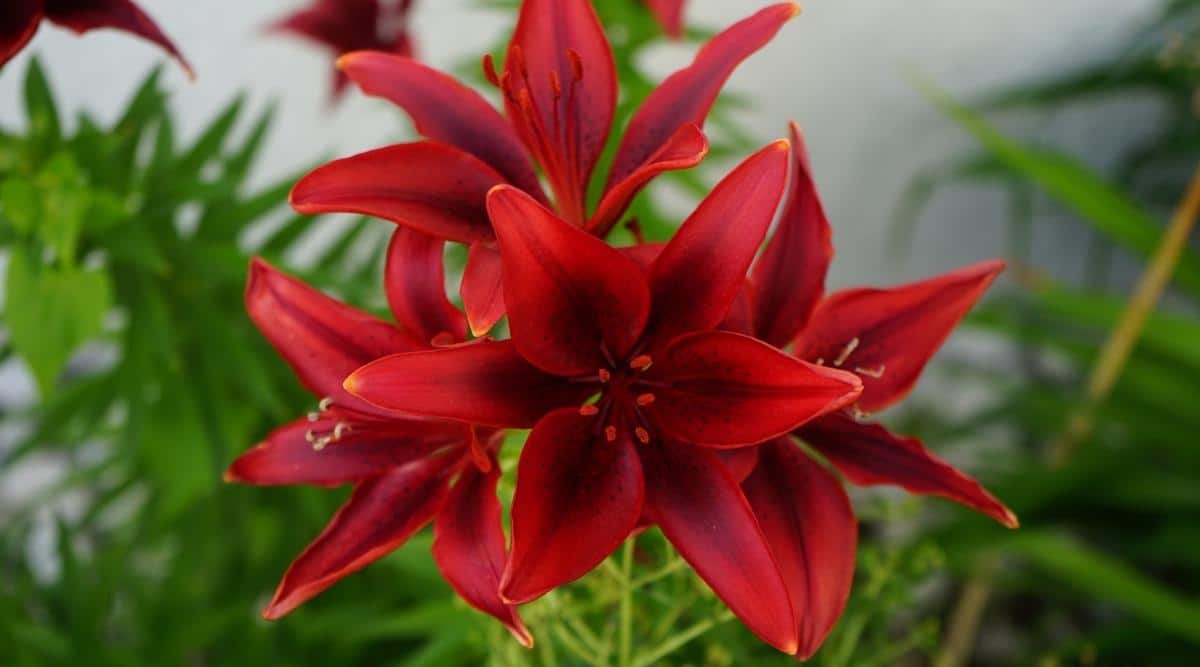 74 Different Types of Beautiful Lily Varieties