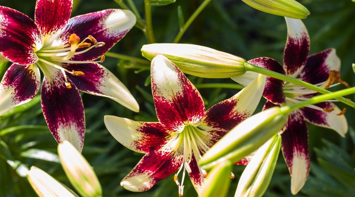 74 Different Types of Beautiful Lily Varieties